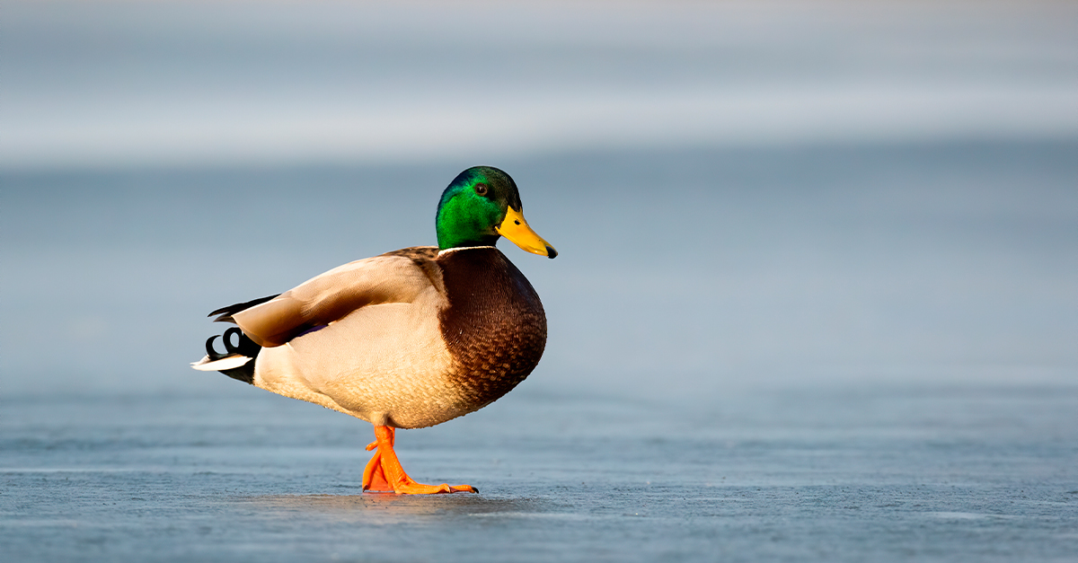 The ambiguity in the perception of animal figures