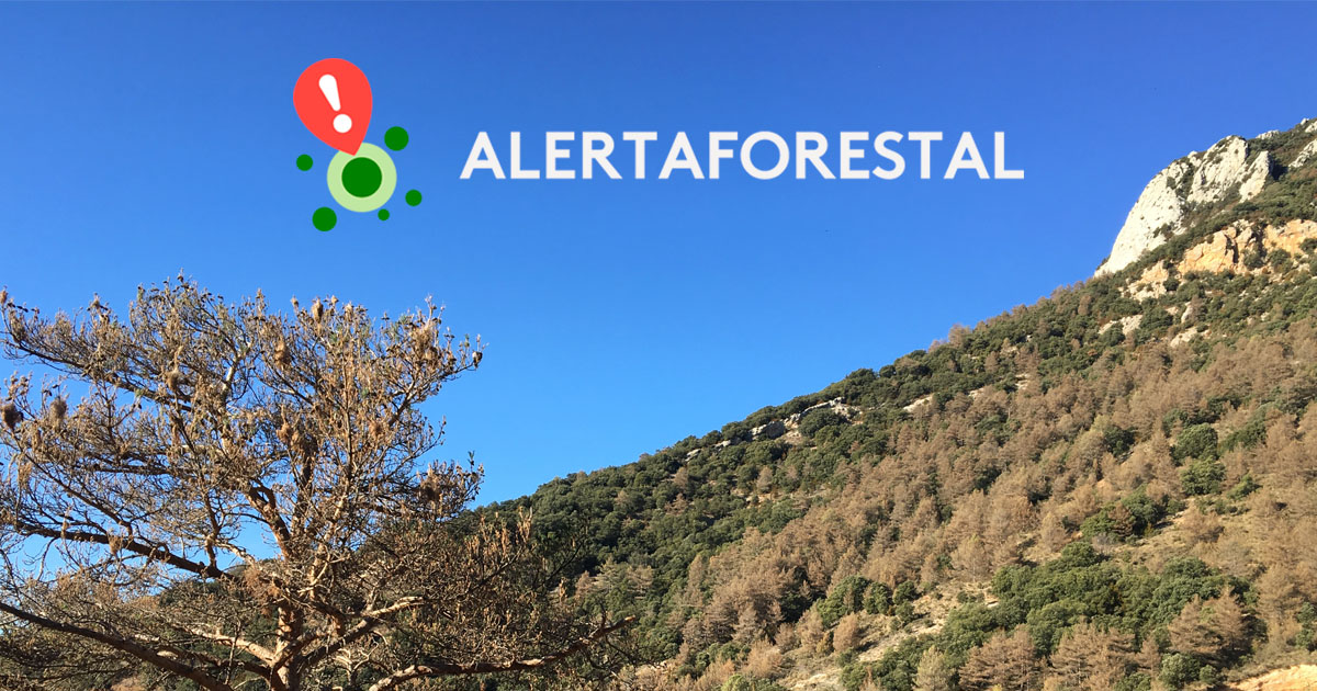 What does the Alerta Forestal project entail?