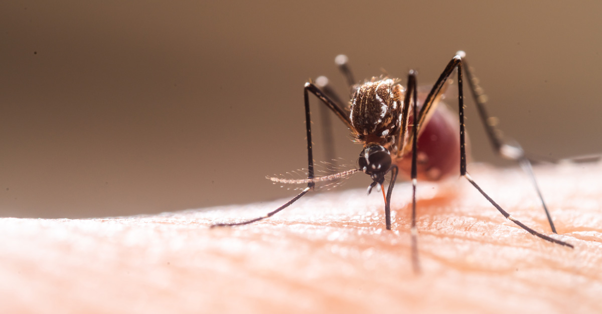 How to Treat Insect Bites on the Eye