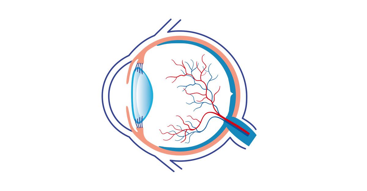 Anatomy of the eye: structures, characteristics and measurements